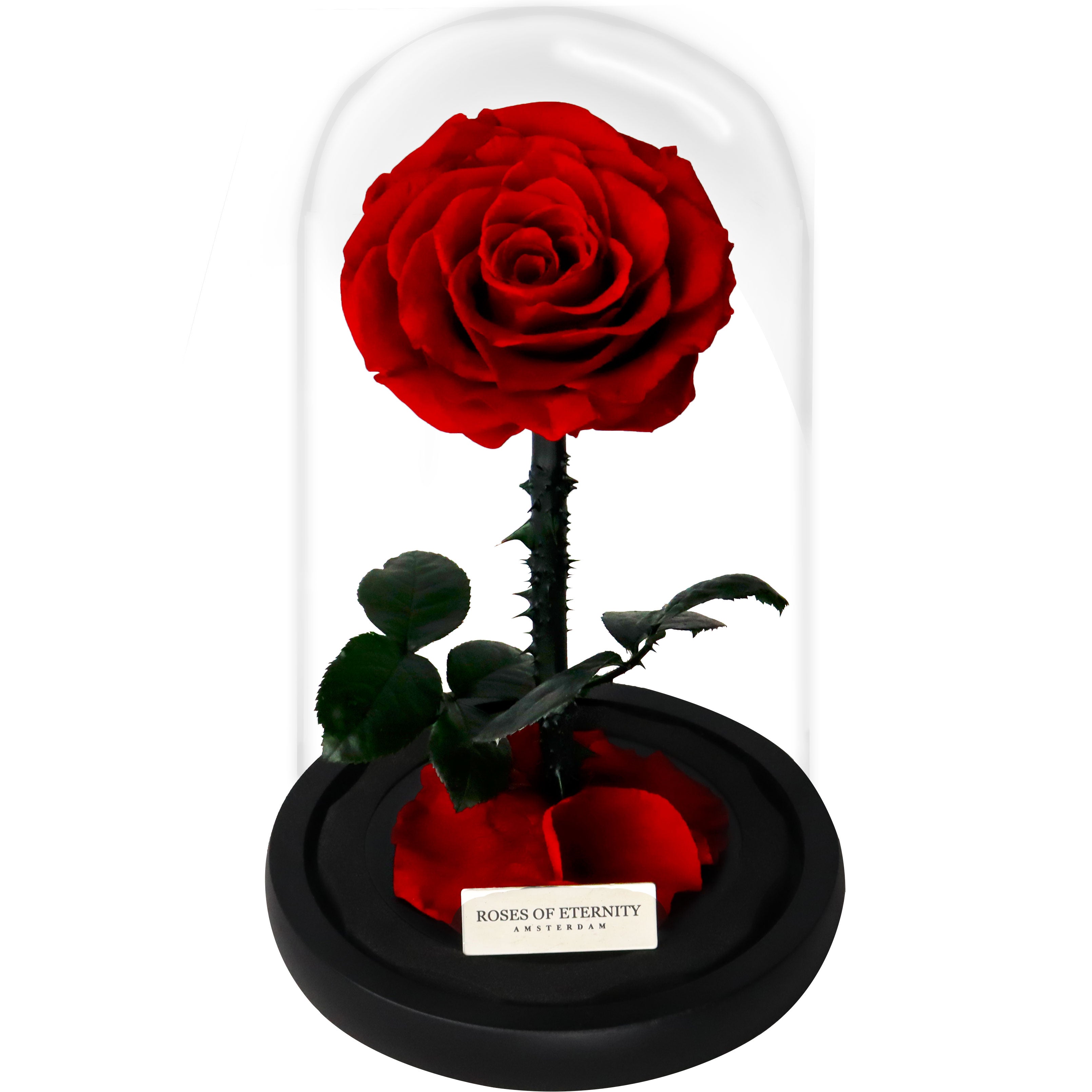 BELLA ROSÉ | Longlife Roos | Echte roos tot 3 Jaar houdbaar – Roses of ...